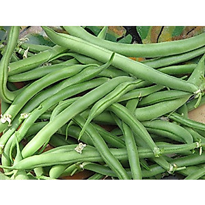 Blue Lake Bush Bean Seeds- 20+ Seeds by Ohio Heirloom Seeds