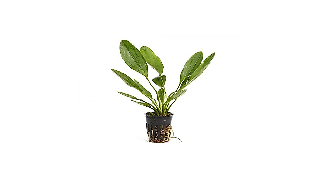 Potted Melon Sword Aquarium Plant - Easy Care for Beginners