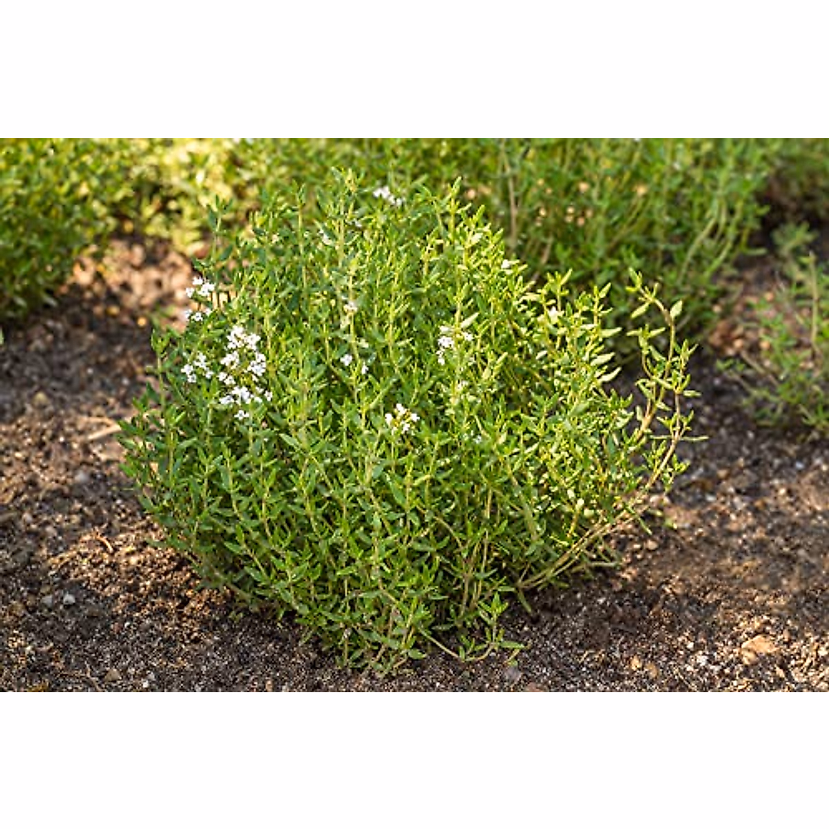 Common Thyme Seeds for Planting, 1000+ Seeds Per Packet, (Isla's Garden Seeds), Non GMO & Heirloom Seeds, Botanical Name: Thymus vulgaris, Great Herb Garden Seeds