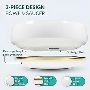 Willowy 6 Inch Succulent Pot with Drainage - Shallow Succulent Planter with Glossy White Finish and Gold Trim - No Plants Included