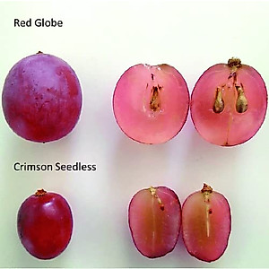 CHUXAY GARDEN Giant Red Globe Grape Seed 10 Seeds Sweet Fruit Non-GMO Organic Great Gardening Gifts