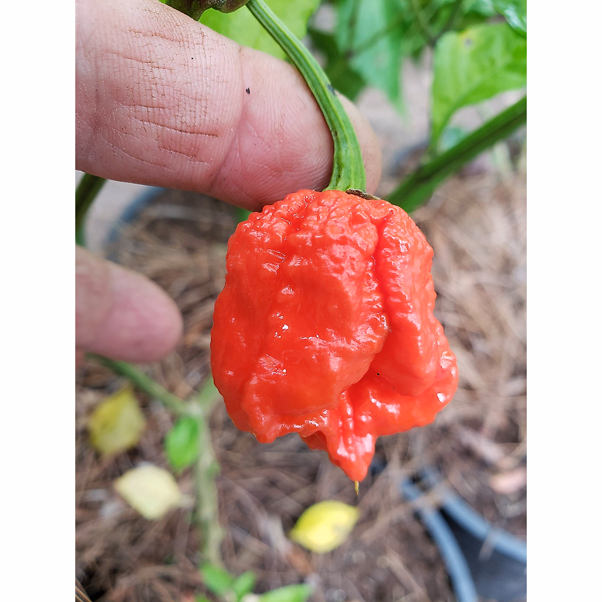 Fresh Super Hot Peppers - Mixed Box: Carolina Reapers, Ghost, Scorpion, ETC.