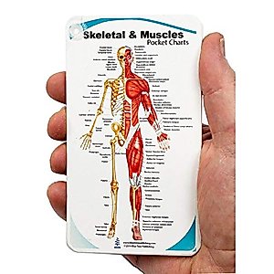 Muscles and Skeletal Anatomy Pocket Charts