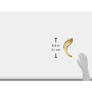 KOSHER ODORLESS NATURAL SHOFAR | Genuine Rams Horn | Smooth Mouthpiece for Easy Blowing | Includes Velvet like Drawstring Bag and Shofar Blowing Guide (12”-14”)