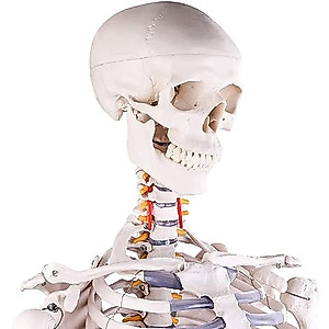 RONTEN Human Skeleton Model for Medical Study, 70.8" Life Size Medical Anatomical Skeleton, Including Adjustable Rolling Stand + Cover + Poster