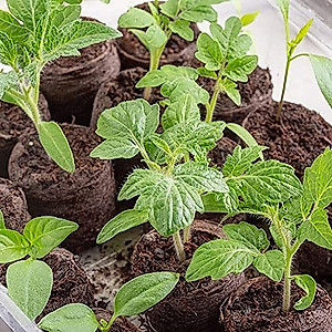 35mm Peat Pellets Seed Starting Plugs Seeds Starter Pallet 100 Pack Seedling Soil Block for Garden Seedling Planting