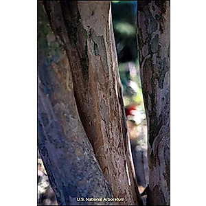 Large Tuscarora Tree Crape Myrtle, Matures 25ft+, Large Watermelon Red Flower Clusters, Most Popular Crape Myrtle, Excellent Shade Tree, Ships 2-4ft Tall, Well Rooted in Pot with Soil (15)