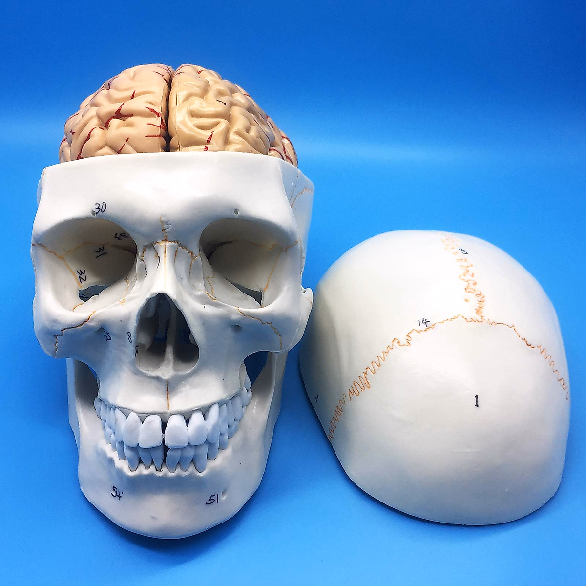 Learning Resources Human Skull and Brain Anatomical Model, Anatomically Accurate Human Skull and Brain Life Size Anatomy Model for Science Classroom Study Display Teaching Model