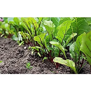 Bull's Blood Beet Seeds for Planting, 100+ Heirloom Seeds Per Packet, (Isla's Garden Seeds), Non GMO Seeds, Botanical Name: Beta vulgaris, Great Home Garden Gift