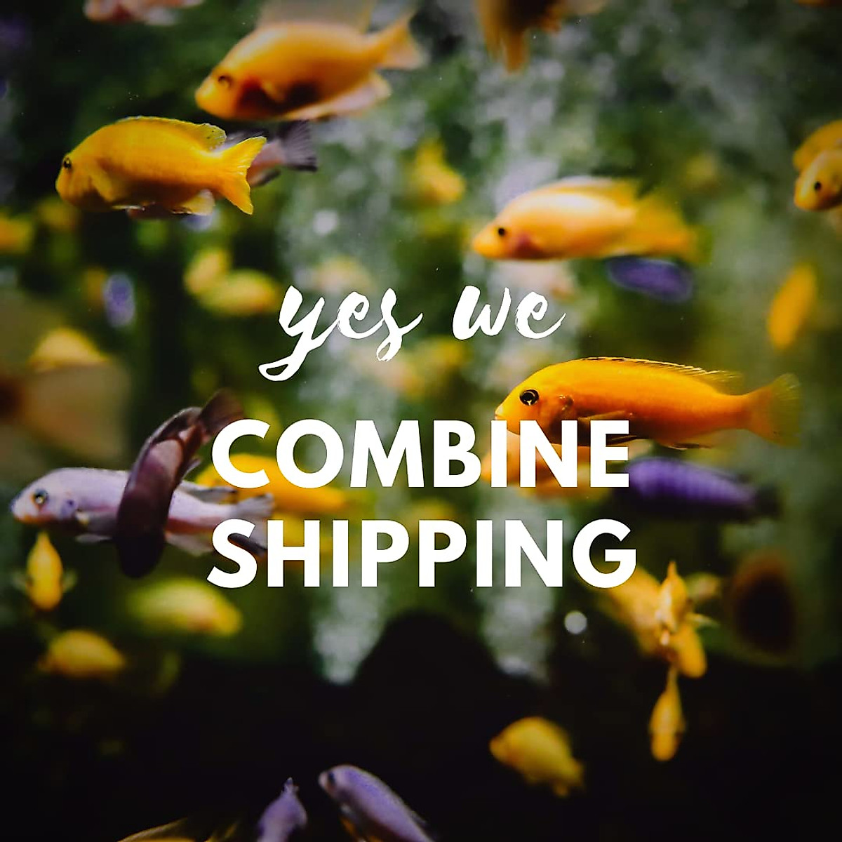 Cardinal Tetra Live Fish (8 Fish Pack) Small Size - Live Fish for Aquarium Exotic Freshwater Live Fish, Live Aquarium Fish, Live Fish, Live Freshwater Fish - Freshwater Fish Live Buy Live Fish