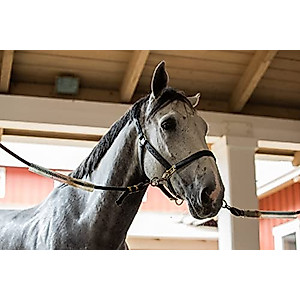 Kawell USA Natural Horse Shampoo for Skin and Coat Care - suitable for Minor Injuries, Cuts, Ulcers, Skin Allergies and Irritations, infused with Matico Healing Properties, 32 oz.