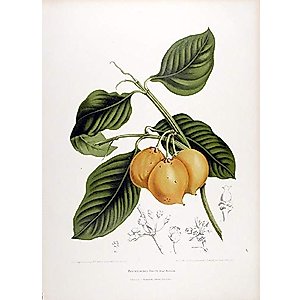 Xanthochymus Dulcis [Gamboge]
