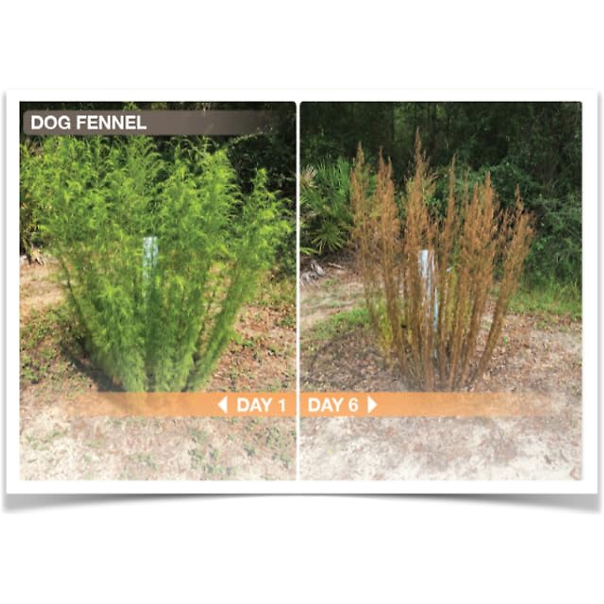 Lonarch Weed & Grass Killer (1 Gallon Concentrate) Eco-Friendly Solution - Safe for Pets, People, and Wildlife…