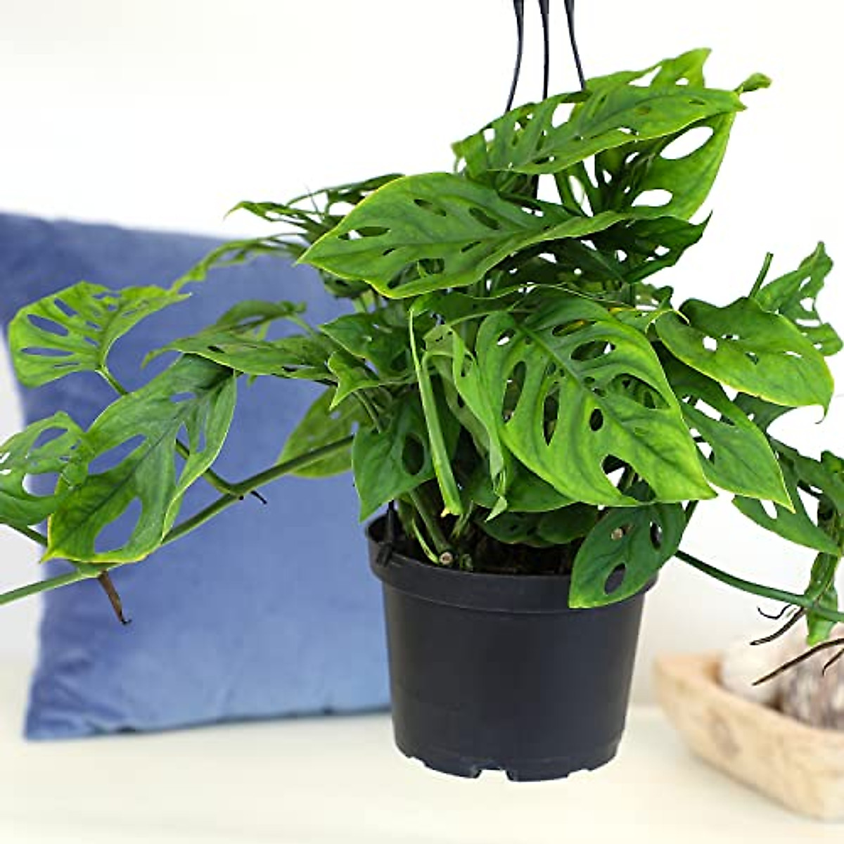 6" Swiss Cheese Plant Monstera Adansonii Live Plant Hanging Basket, Swiss Cheese Monstera Plant Live House Plants Indoors Live Plants Indoor Plants Live Houseplants Live Indoor by Plants for Pets