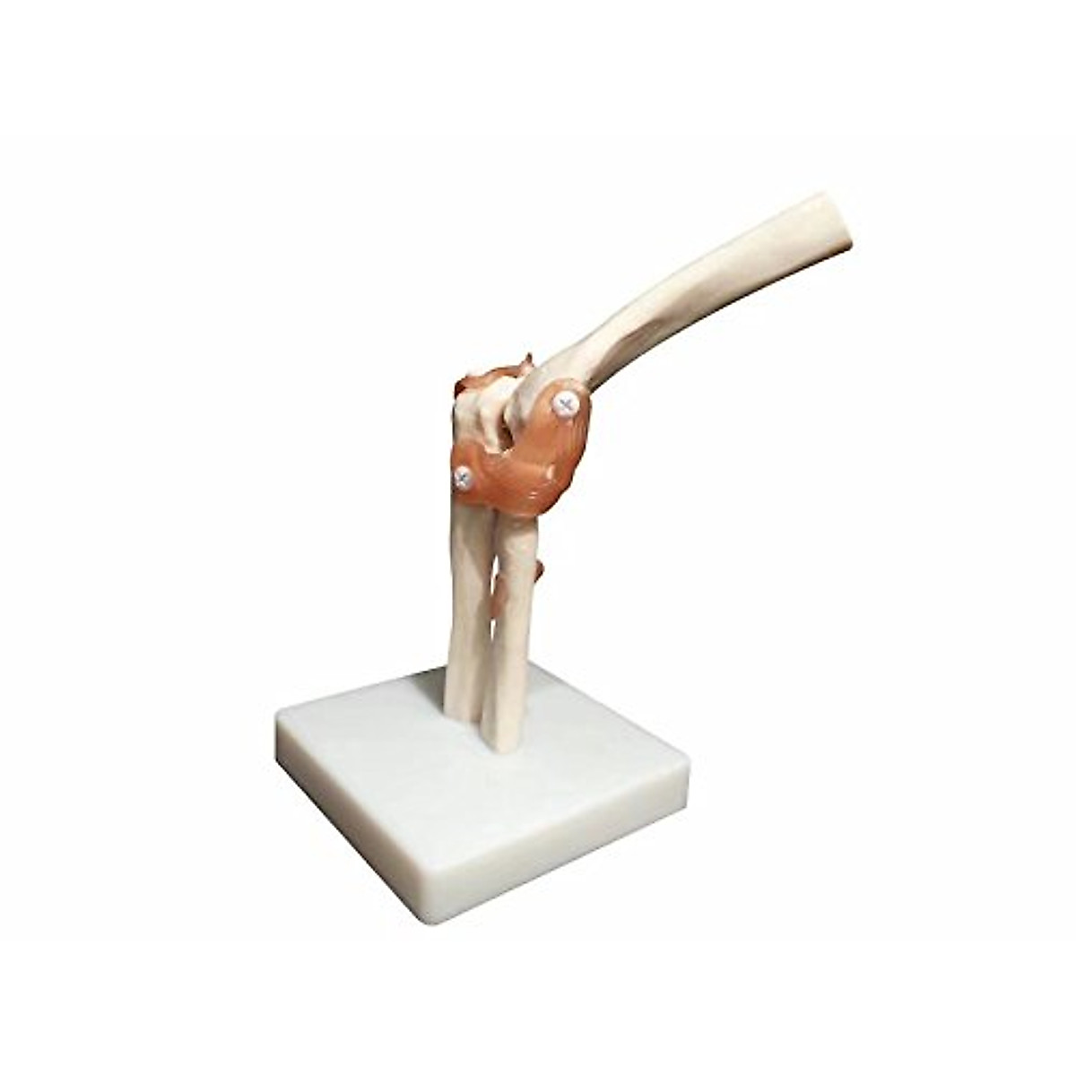 BoNew Life Size Elbow Joint Anatomical Model Skeleton - Human Medical Anatomy