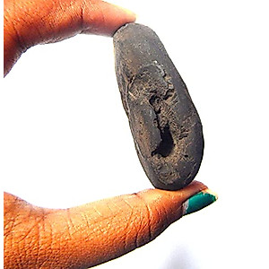 phoenix888 XUETZALCOATL Laxmi janardan shaligram Purnachakra Purnagarbha Shaligram Nepal Kali Gandki