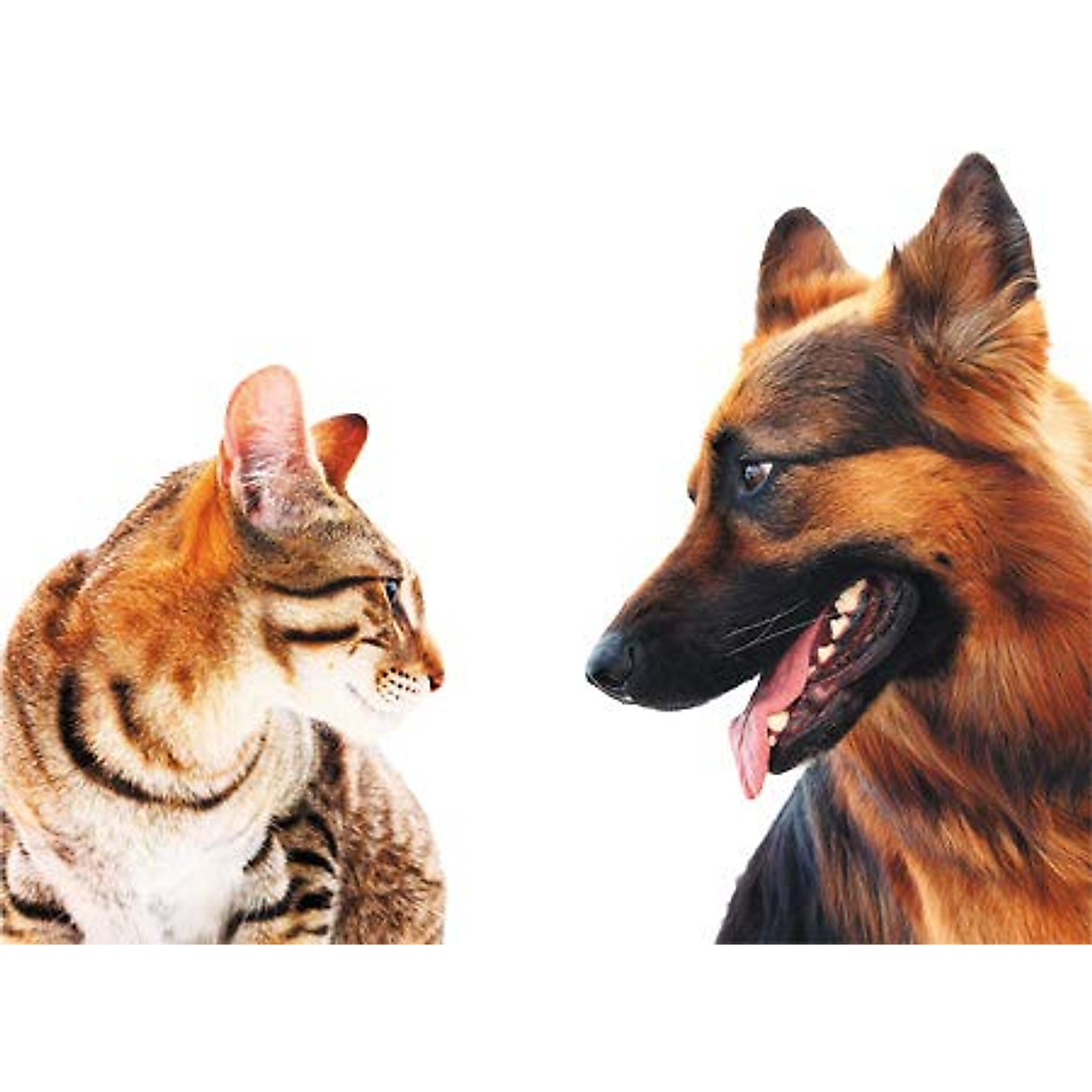 cat Allergy Protection - PET Immune Support - for Dogs and Cats ONLY - Natural - VETS Choice - Licorice Root for Cats - 60 Treats (1 Bottle)