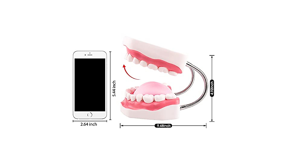 Ultrassist Mouth Model for Speech Therapy & Dental Teaching