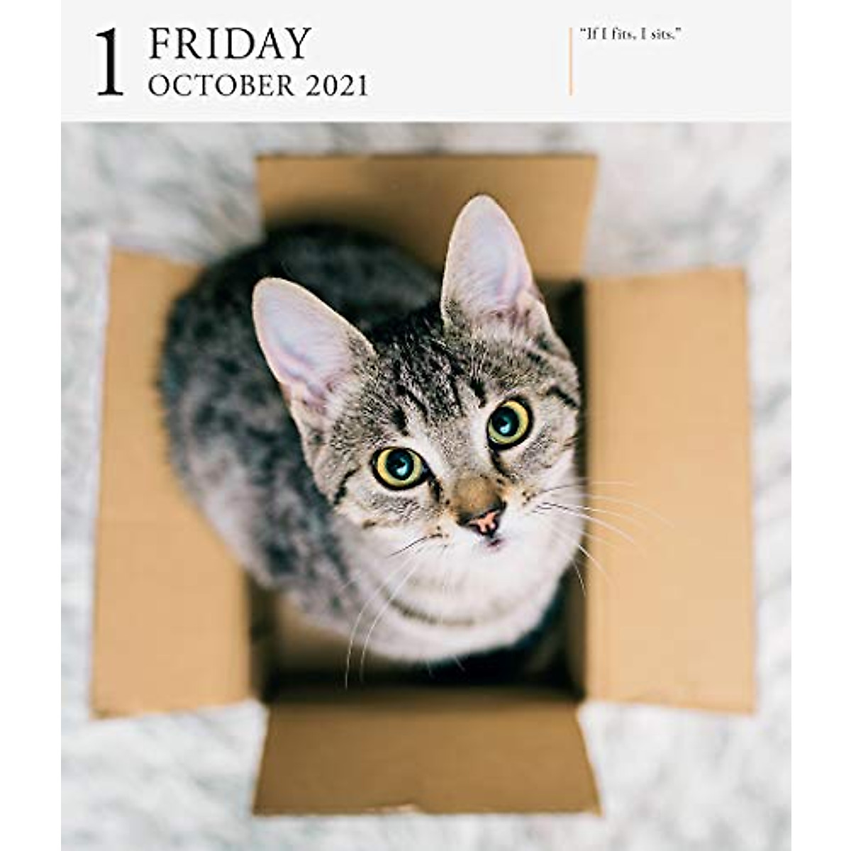 Cat Page-A-Day Gallery Calendar 2021