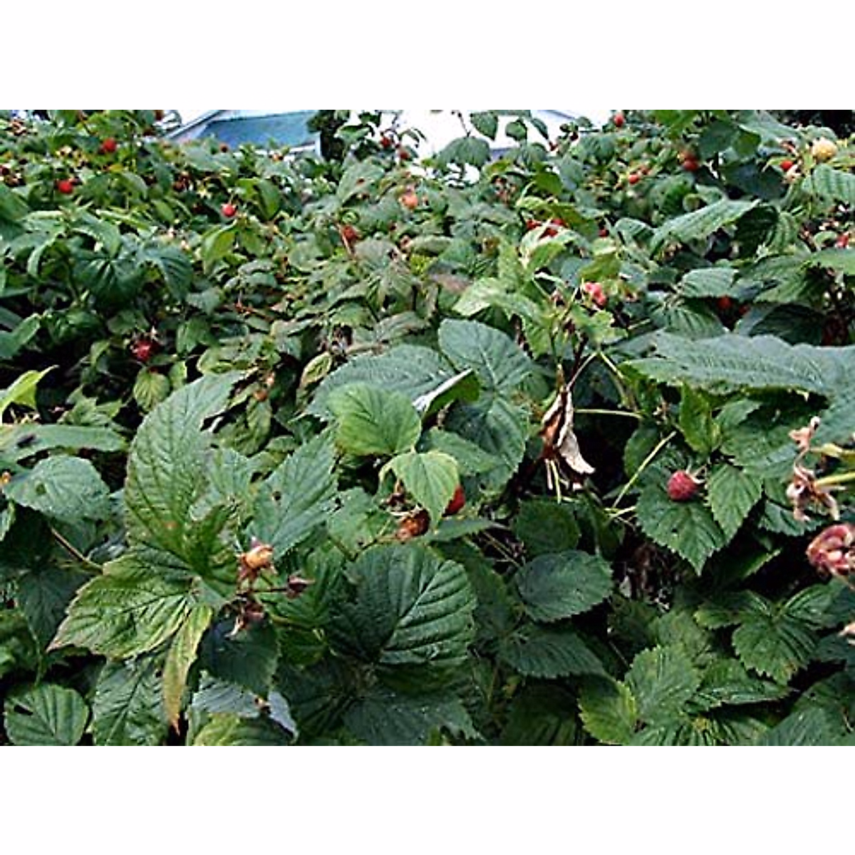 Certified Organic Raspberry Leaf Cut and Sifted 1 LB Bag –100% Natural, Kosher Berries (Rubus idaeus)