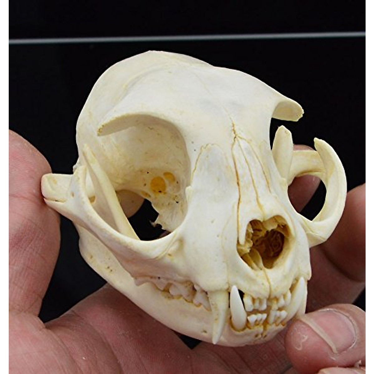 Hot Raccoon Skull Taxidermy Supplies Art Bone Vet Medicine 1:1 Lucky Cat