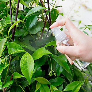 Youngever 20 Pack Plastic Spray Bottles, Refillable Plastic Spray Bottles with Lids, Clear Empty Fine Mist Plastic Mini Travel Bottles (2 Ounce)