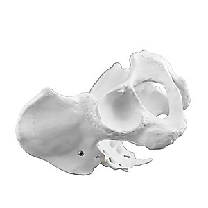 Vision Scientific VAP217 Female Pelvis with 4th & 5th Vertebrae | Extremely Accurate and Detailed Representations of The Female Pelvic Bones | Life Size for Accurate Study of The Anatomical Features