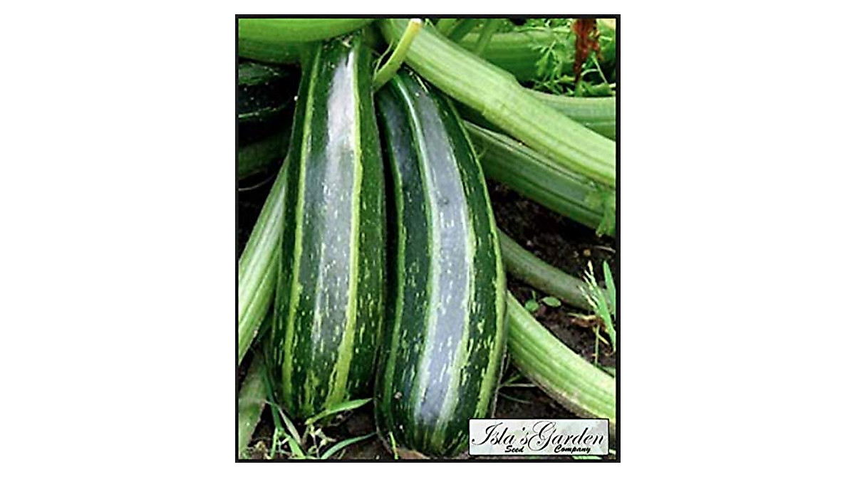 Grow Heirloom Cocozelle Zucchini Seeds | Compact & Non-GMO