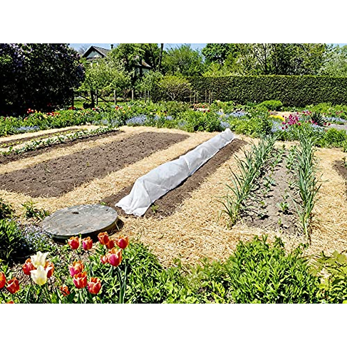 Organic Garden Straw (10lb) | Blue Mountain Hay | Straw Mulch for Raised Bed Gardens, Yard Landscaping, New Lawn Grass Seed Plantings, Tomato & Vegetable Compost & Fertilizer | Covers up to 150 sq ft