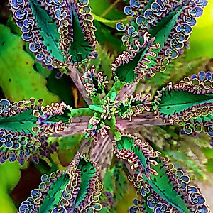 Mothers of Thousands Kalanchoe Live Plant 3 to 5 Inc Tall Starter, Kalanchoe Succulent