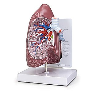 GPI Anatomicals - Lung Model | Human Body Anatomy Replica of Normal Lung for Doctors Office Educational Tool