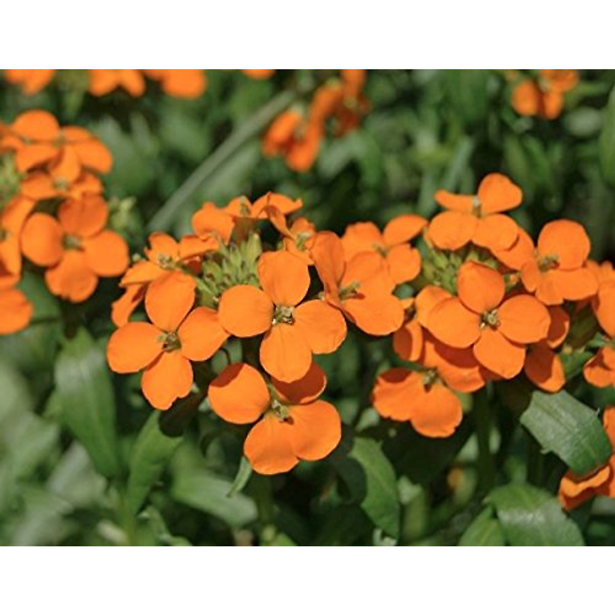 Siberian WallFlower, 400+ Flower Seeds Per Packet, (Isla's Garden Seeds), Non GMO & Heirloom Seeds, Scientific Name: Cheiranthus allionii