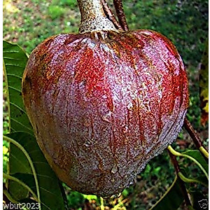Red Custard Apple Tree (10 Seeds) AKA Bullock's Heart,jamaican Apple ! Rare