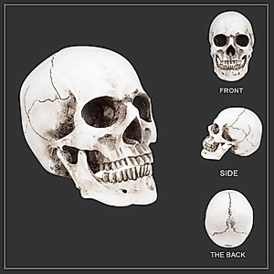 Aries Outlets Retro Human Skull Replica Resin Anatomical Model Medical Lifesize Realistic 1:1