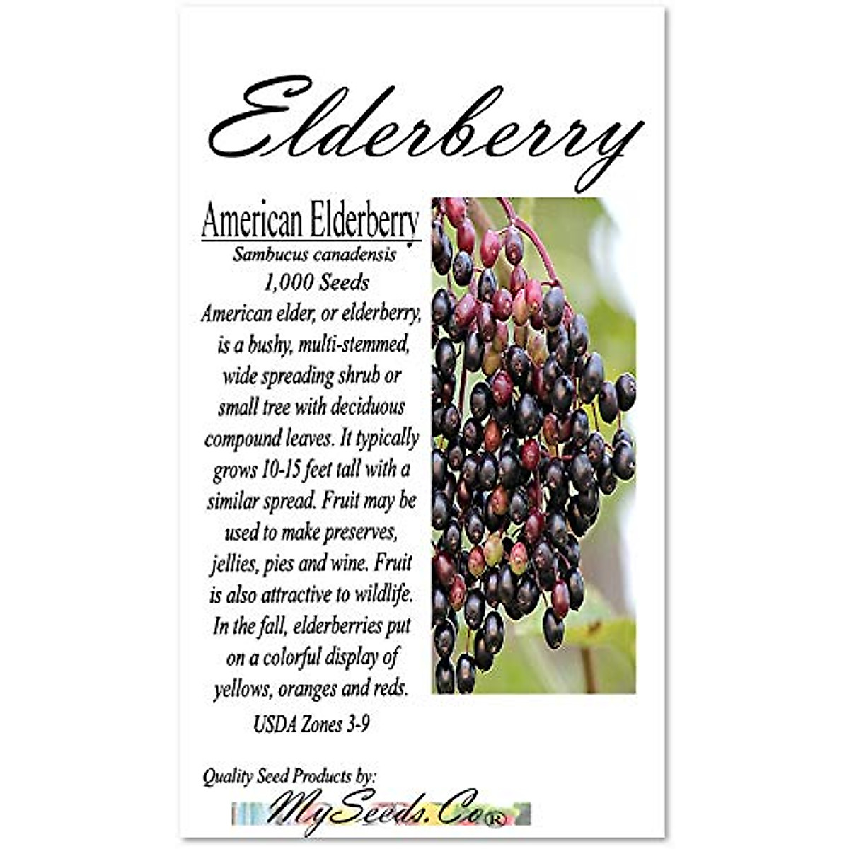 Big Pack - (1,000) American Elderberry Seeds - Sambucus Canadensis - Non-GMO Seeds by MySeeds.Co (Big Pack - Elderberry)