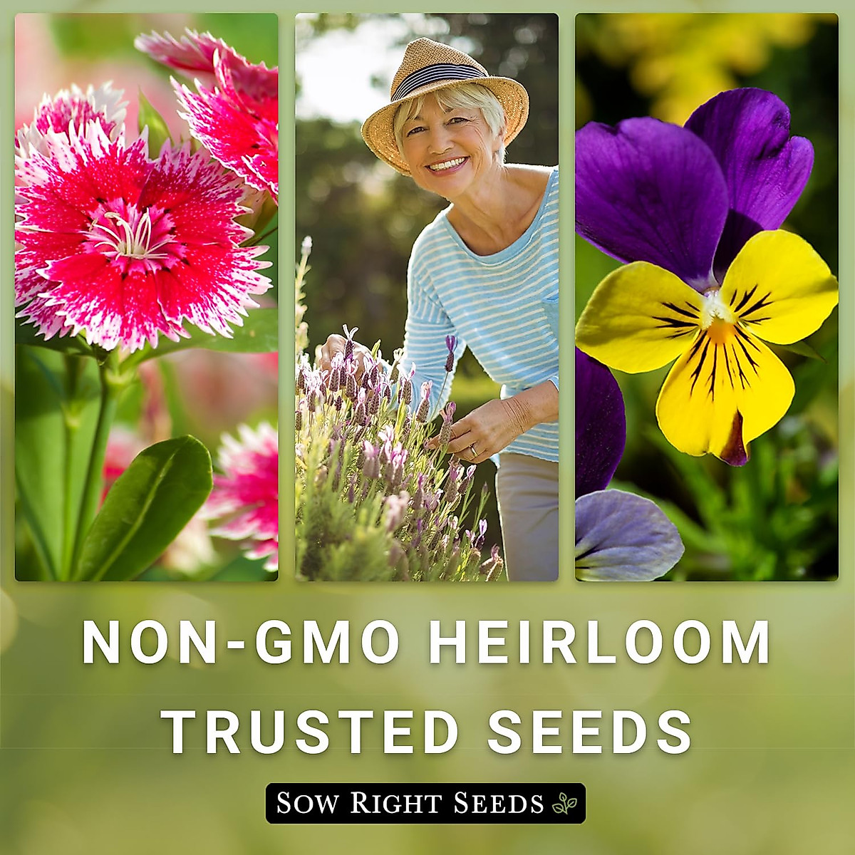 Sow Right Seeds California Giant Zinnia Seeds - Full Instructions for Planting, Beautiful to Plant in Your Flower Garden; Non-GMO Heirloom Seeds; Wonderful Gardening Gifts (4)