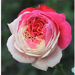 zcbang Rare Varieties Colorful Rose Seeds 100Pcs Mixed Color Rose Flower