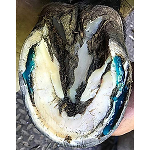 B Gone Easy to Apply Horse White Line Disease Hoof Wall 12 Dose 60 cc Gel Tube Treatment