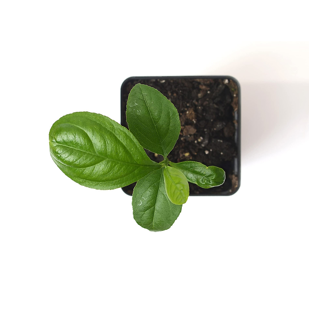 Meyer Lemon Tree Starter Plant. Citrus x meyeri. 3" - 5"