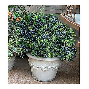 Blueberry Plants "Top Hat" Includes (4) Four Plants