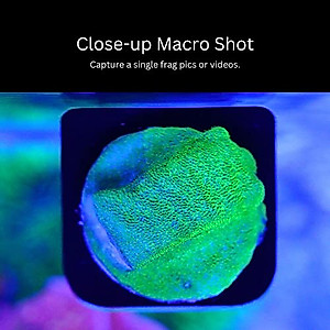 Oceanbox Designs CoralOne™ Magnetic Solo Frag Rack (Clear, 4 Pack), Single Frag Rack, Reef-Safe No-Rust 100% Waterproof Magnets, Made in USA