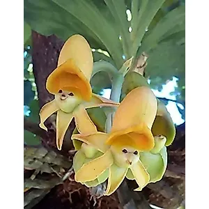 yunakesa Fresh Seeds - 25 Seeds Yellow Face Sun Orchids Flowers Garden Plant