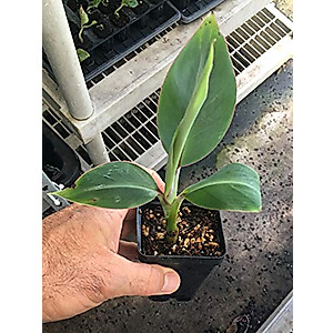 1 LIVE PLANT Goldfinger Dwarf Banana Tree - RARE Desert Banana 3 to 8 inch tall