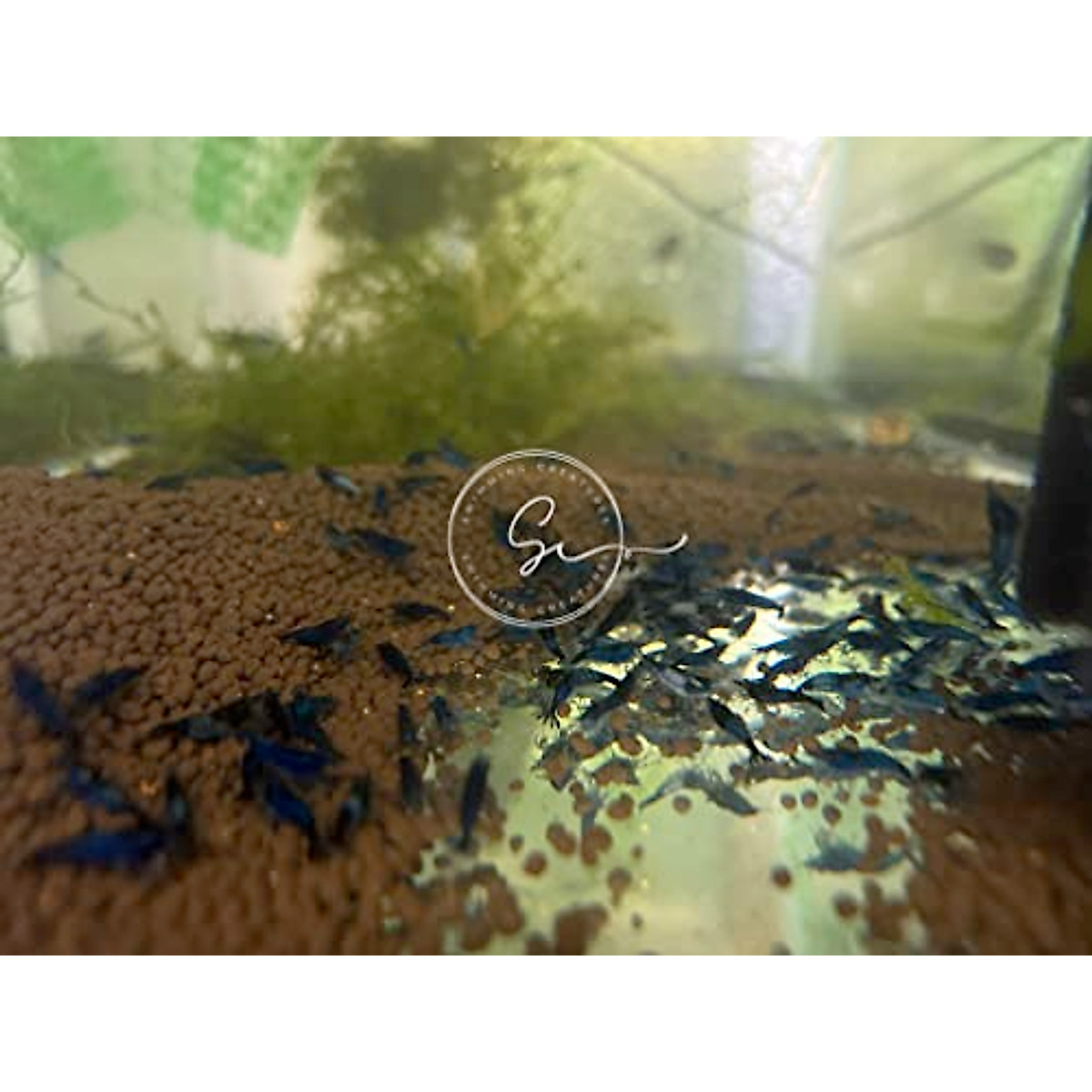Swimming Creatures 10 Blue Dream(Grade A+) Neocaridina Freshwater Aquarium Shrimp. Live Arrival Guarantee.