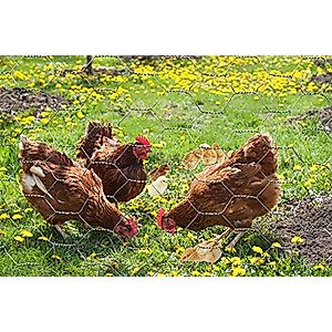 UWIOFF Chicken Wire - 16.9'' x 315'' Chicken Wire Fencing, Galvanized Hexagonal Poultry Netting, 0.6 Inch Wire Mesh Garden Fence Animal Barrier Metal Floral Chicken Wire for Crafts Garden Rabbit