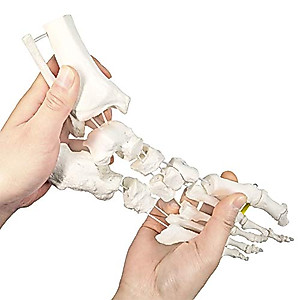 Foot Skeleton Model On Elastic, W/Tibia-Fibula Stump Strung Elastic Bungee , Natural Cast for Accurate Representation Study Kinematics Podiatrist Orthotisit Physiotherapist