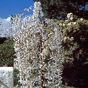 CHUXAY GARDEN Dwarf Weeping White Cherry Tree 5 Seeds Beauty White Privacy Screen Ornimental Tree Great for Planting
