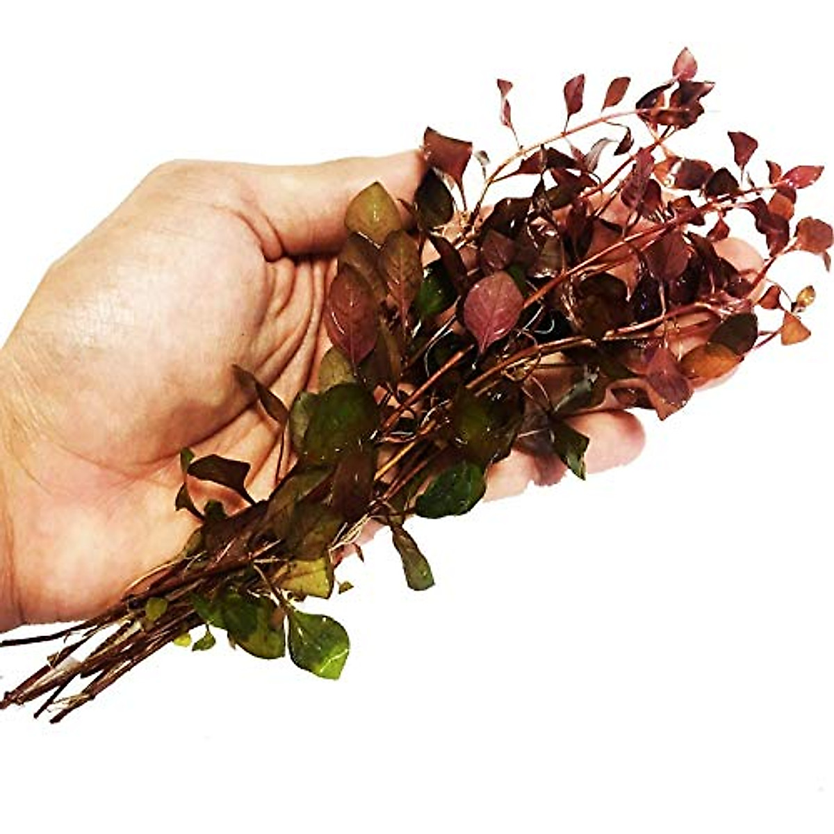 Planterest - Ludwigia Repens Rubin Super Red Ruby Bundle Live Aquarium Plant Stems Decorations BUY2GET1FREE