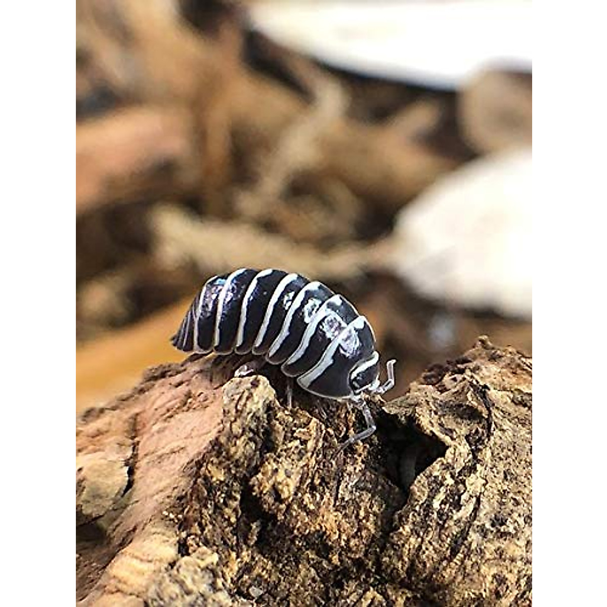 Bugzy Bugs Zebra Armadillidium Isopods 10 Count Live Roly Poly Cleanup Crew Feeders for Terrarium Reptile Insect Pet Food
