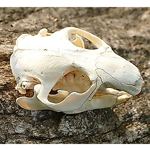 RC Beaver Skull Real Animal Skull – Professional Taxidermy Skull with Beaver Teeth Animal Skeleton Real Skull Bones